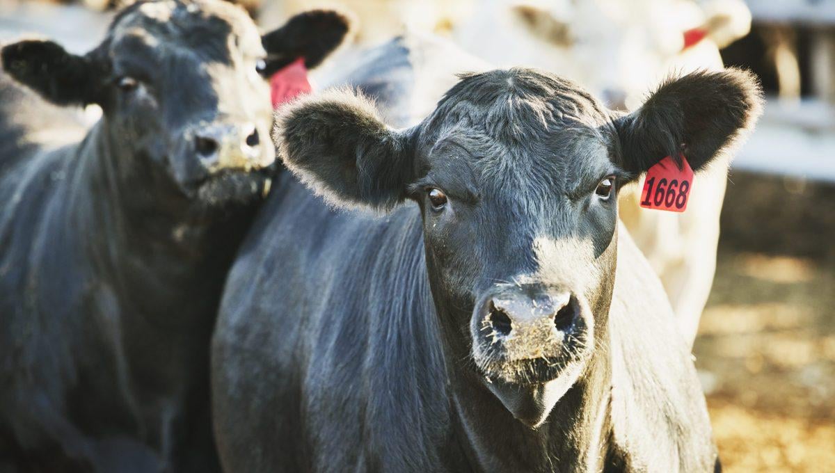 Tyson Foods agrees to stop making ‘net-zero’ and ‘climate-smart beef ...